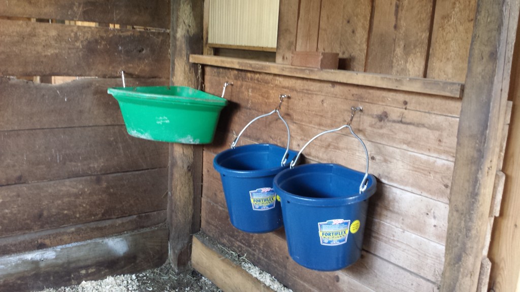 Fast Facts About The Equine Digestive System – The Green Horseman