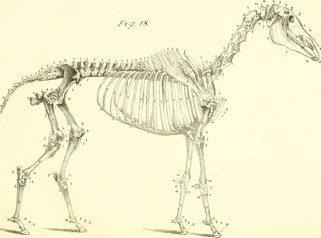 Equine 101: Anatomy Part 2: The Skeletal System – The Green Horseman