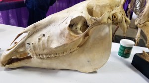 Equine 101: Anatomy Part 2: The Skeletal System – The Green Horseman