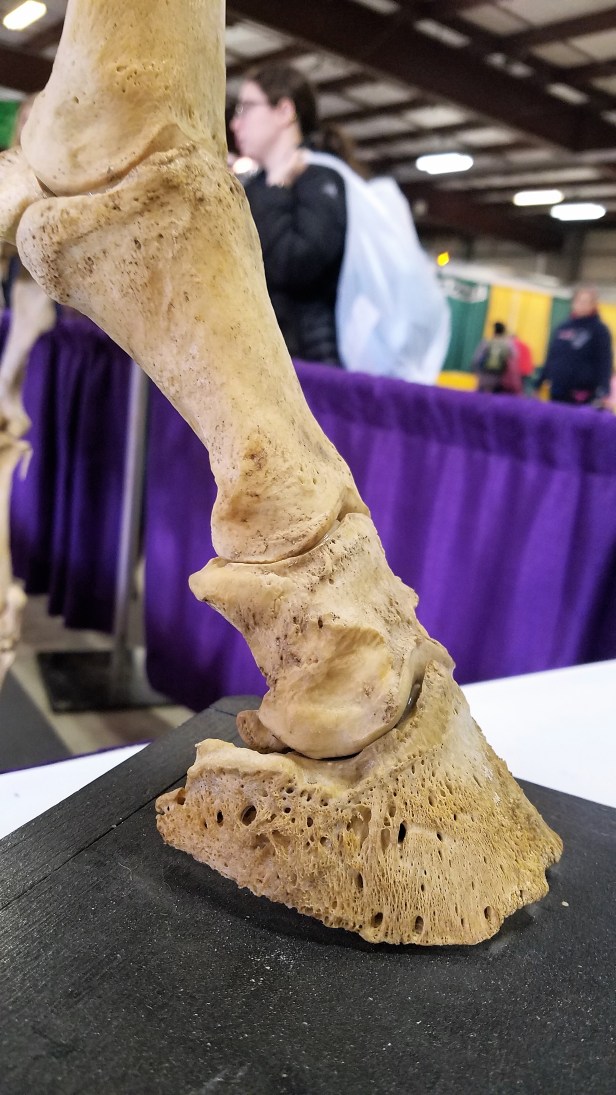 Equine 101: Anatomy Part 2: The Skeletal System – The Green Horseman