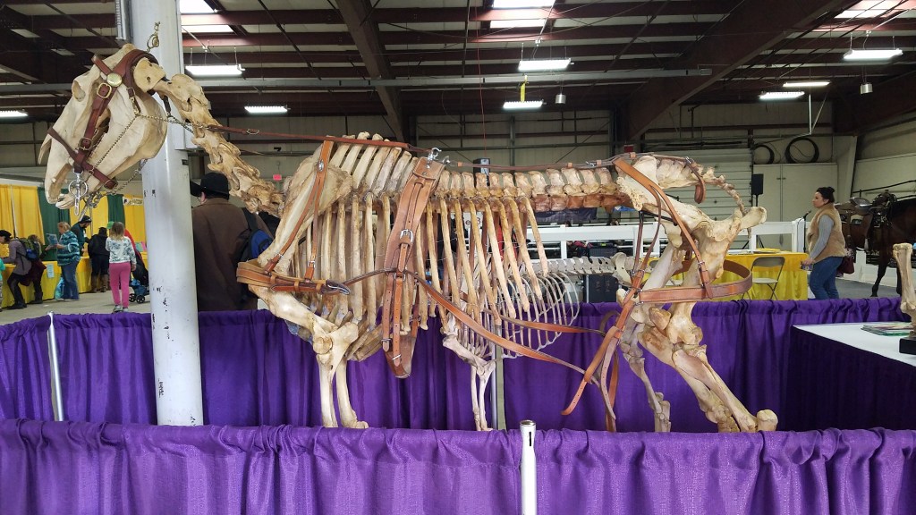 Equine 101: Anatomy Part 2: The Skeletal System – The Green Horseman