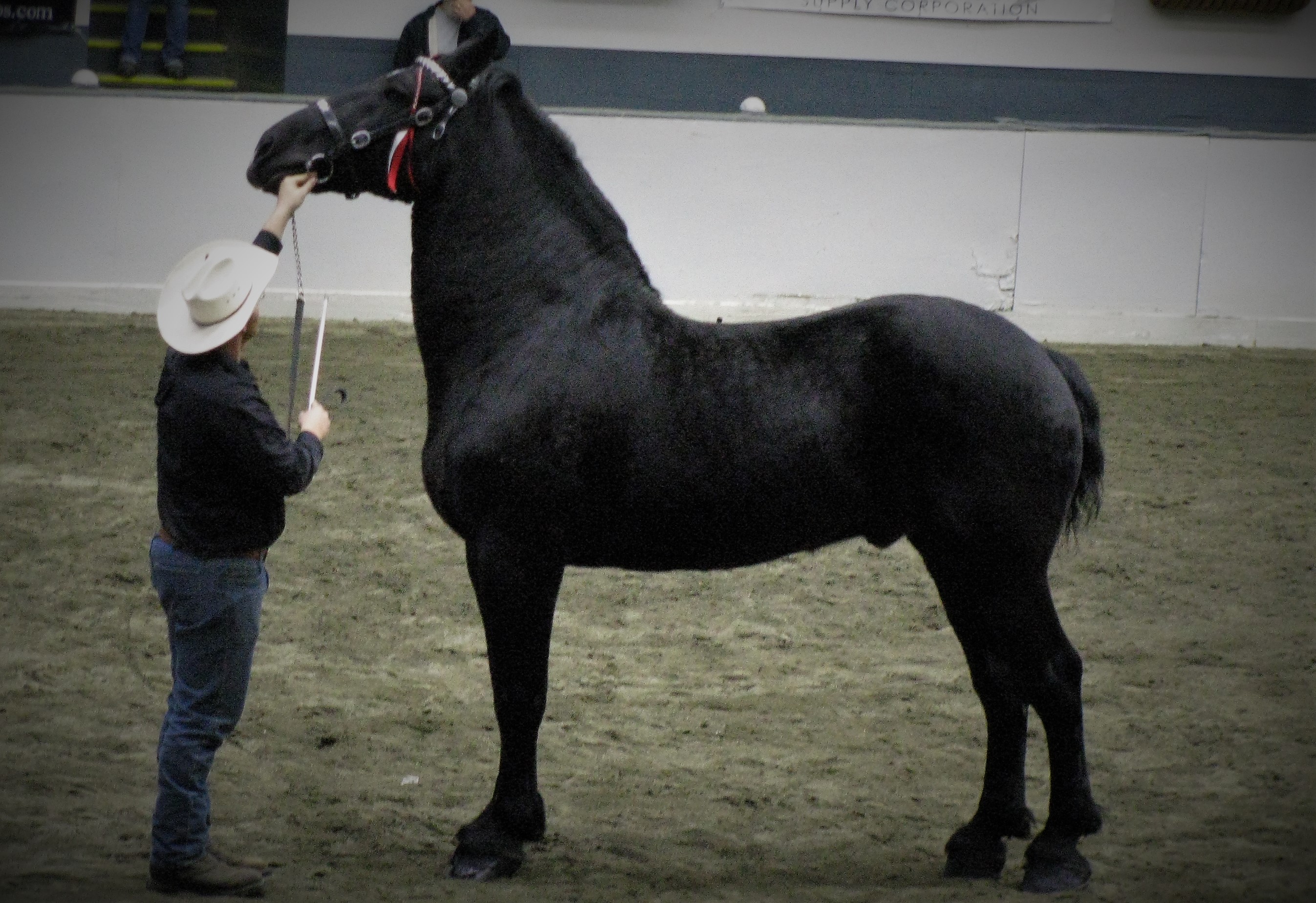 Equine 101: Anatomy Part 1: Parts of the Body – The Green Horseman