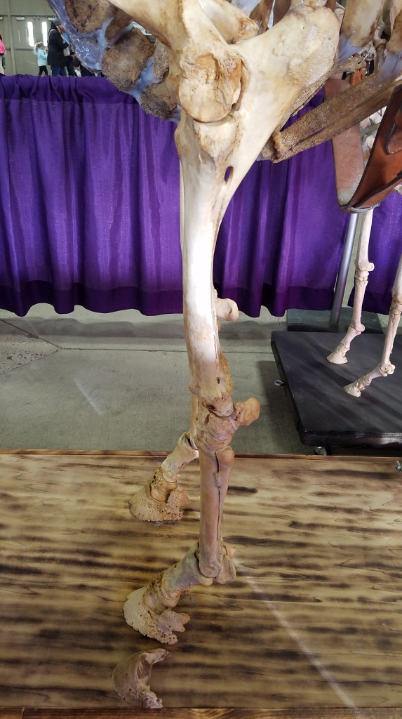 Equine 101: Anatomy Part 2: The Skeletal System – The Green Horseman