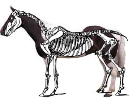 Equine 101: Anatomy Part 2: The Skeletal System – The Green Horseman