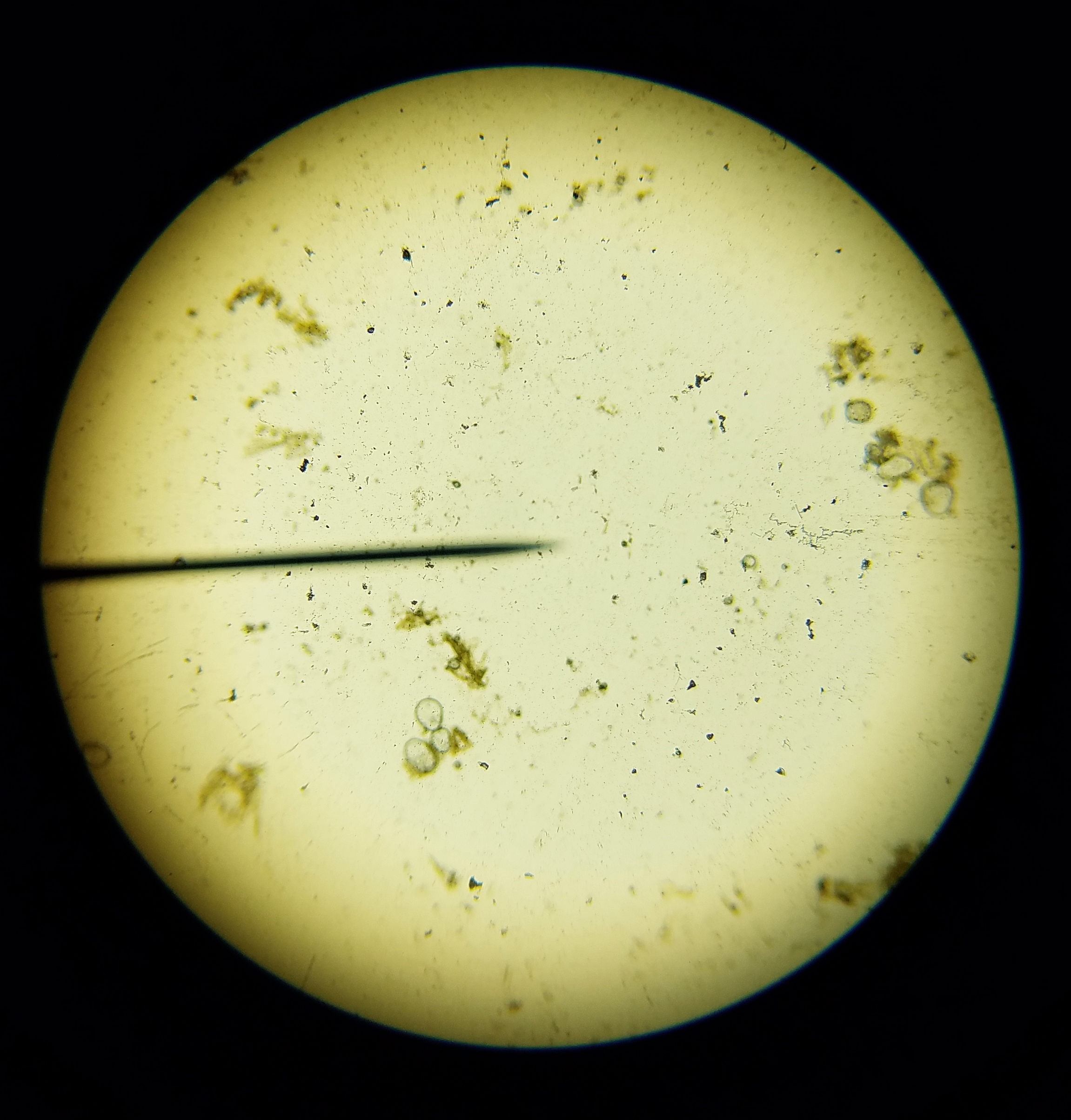 Parasite Prevention Month – The Green Horseman