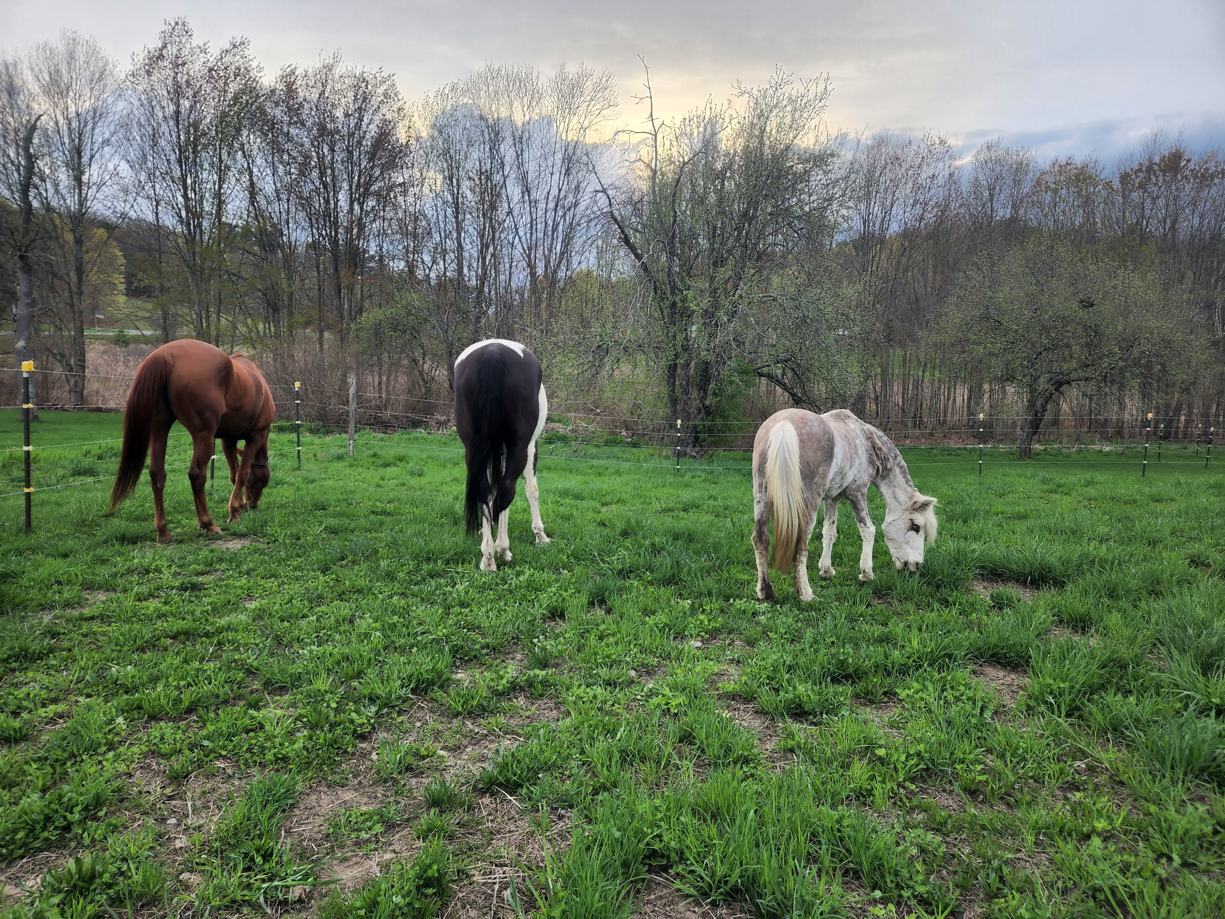 The Sunday Review: Greystone Paddock Vac – The Green Horseman