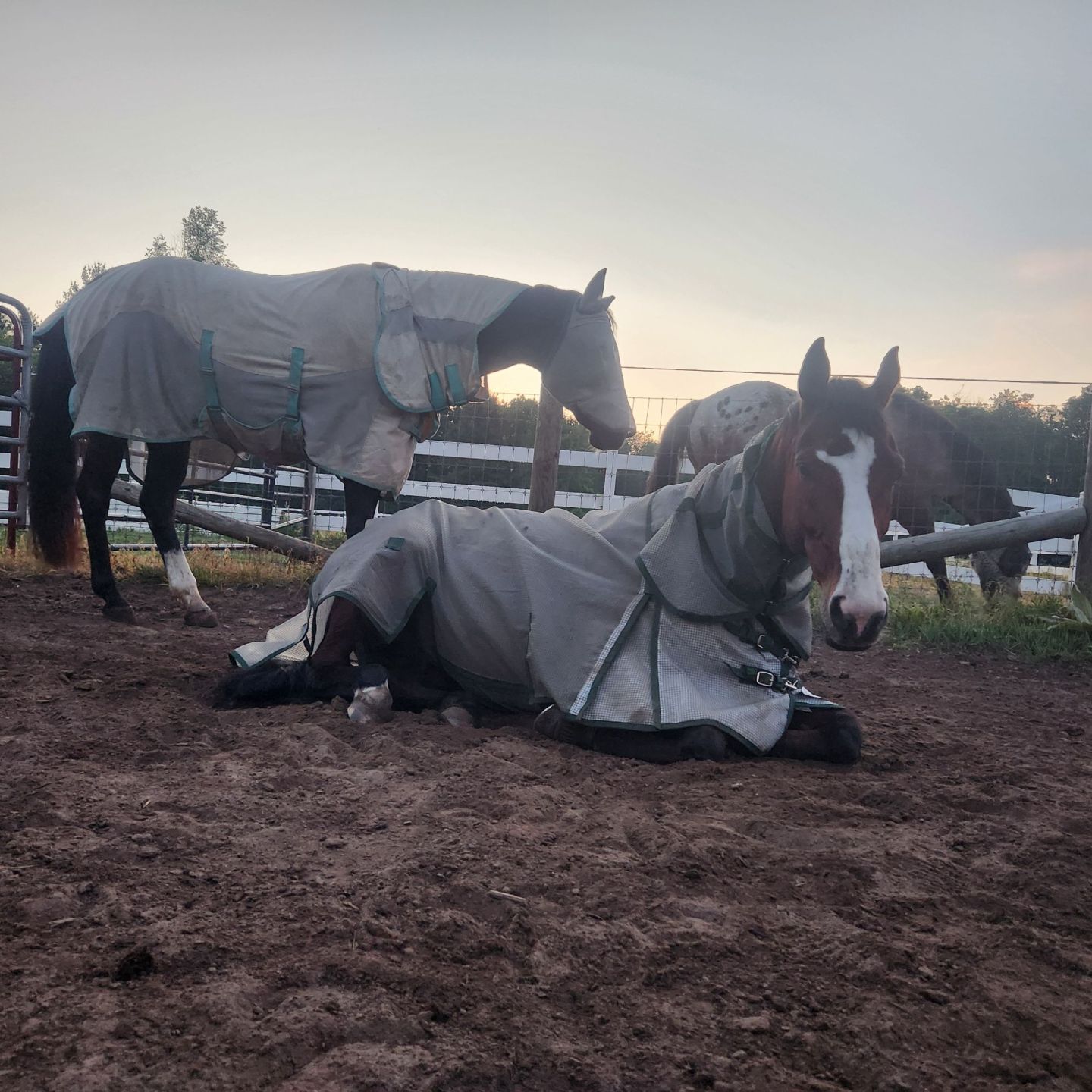 The Sunday Review: Smartpak Deluxe Fly Mask – The Green Horseman