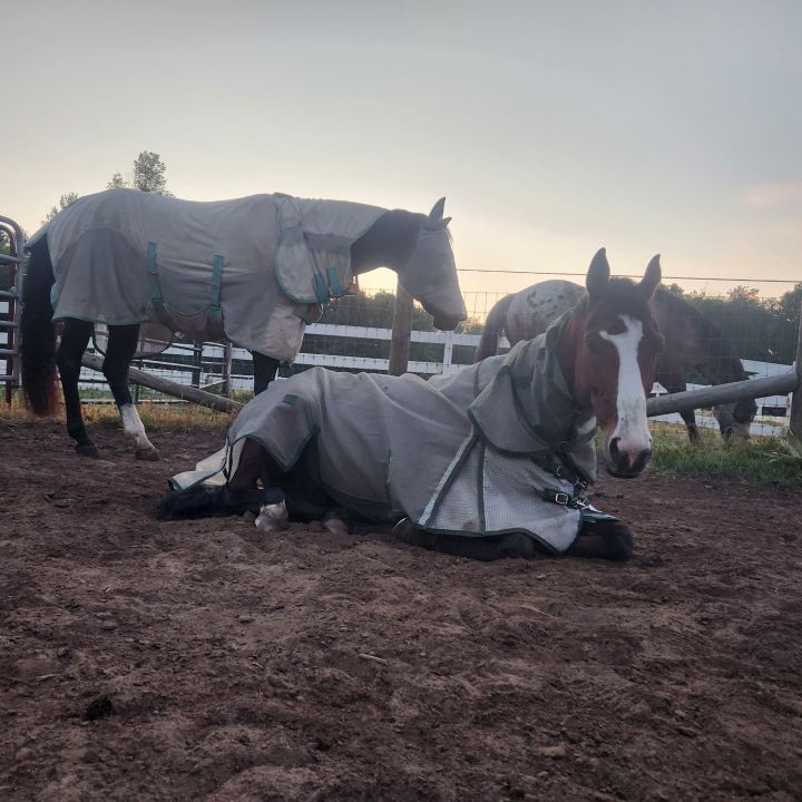 The Sunday Review: Smartpak Deluxe Fly Mask – The Green Horseman