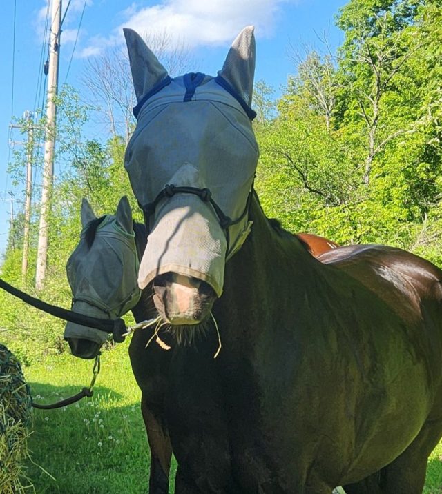The Sunday Review: Smartpak Deluxe Fly Mask – The Green Horseman