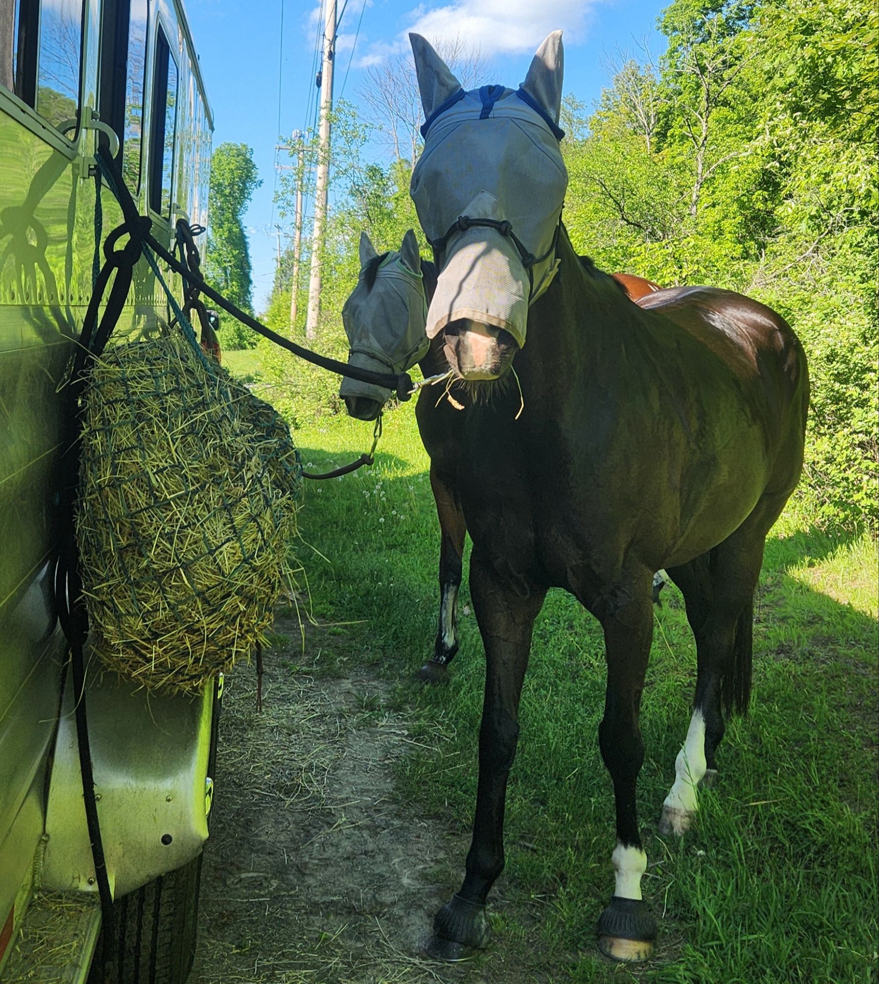 The Sunday Review: Smartpak Deluxe Fly Mask – The Green Horseman