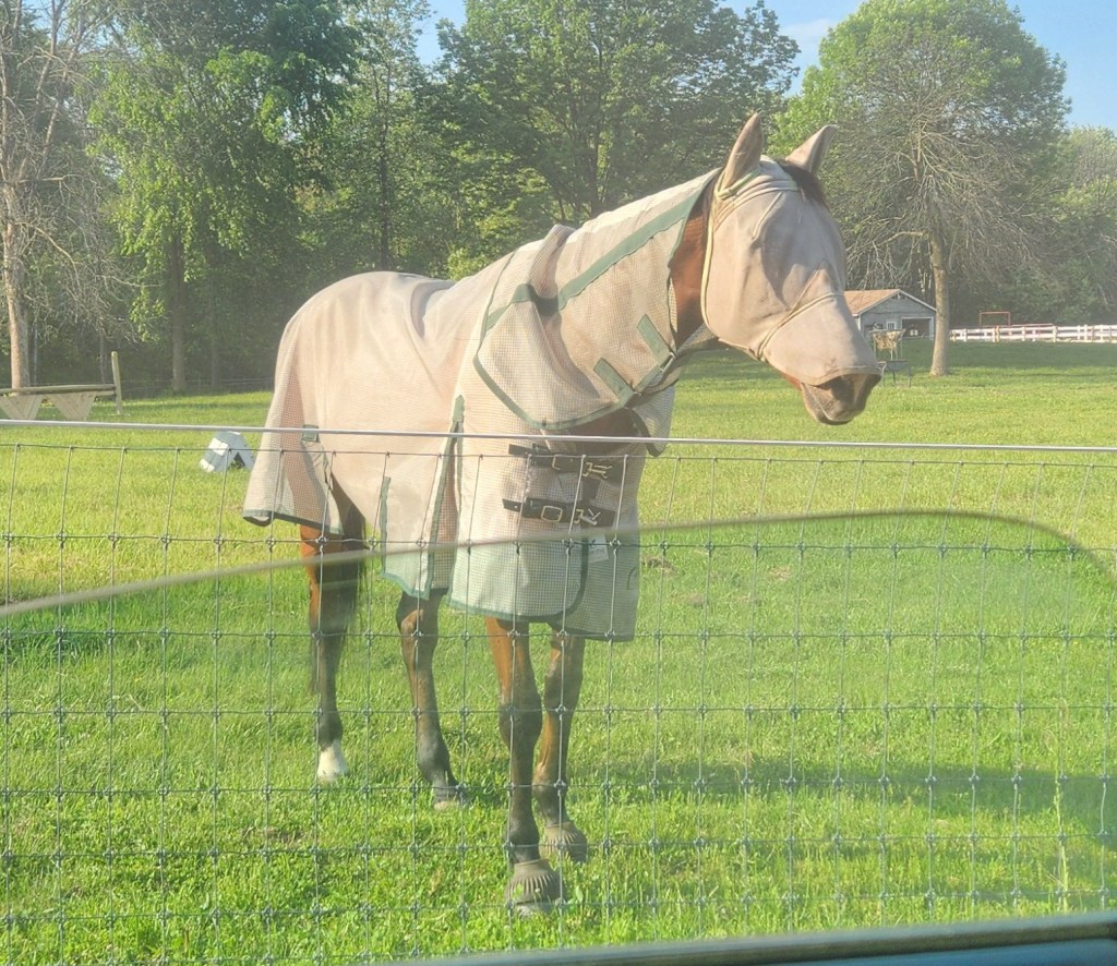The Sunday Review: Smartpak Deluxe Fly Mask – The Green Horseman