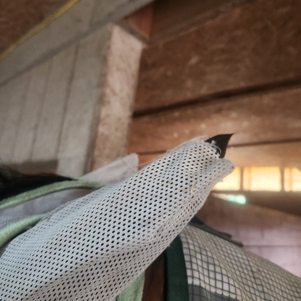 The Sunday Review: Smartpak Deluxe Fly Mask – The Green Horseman