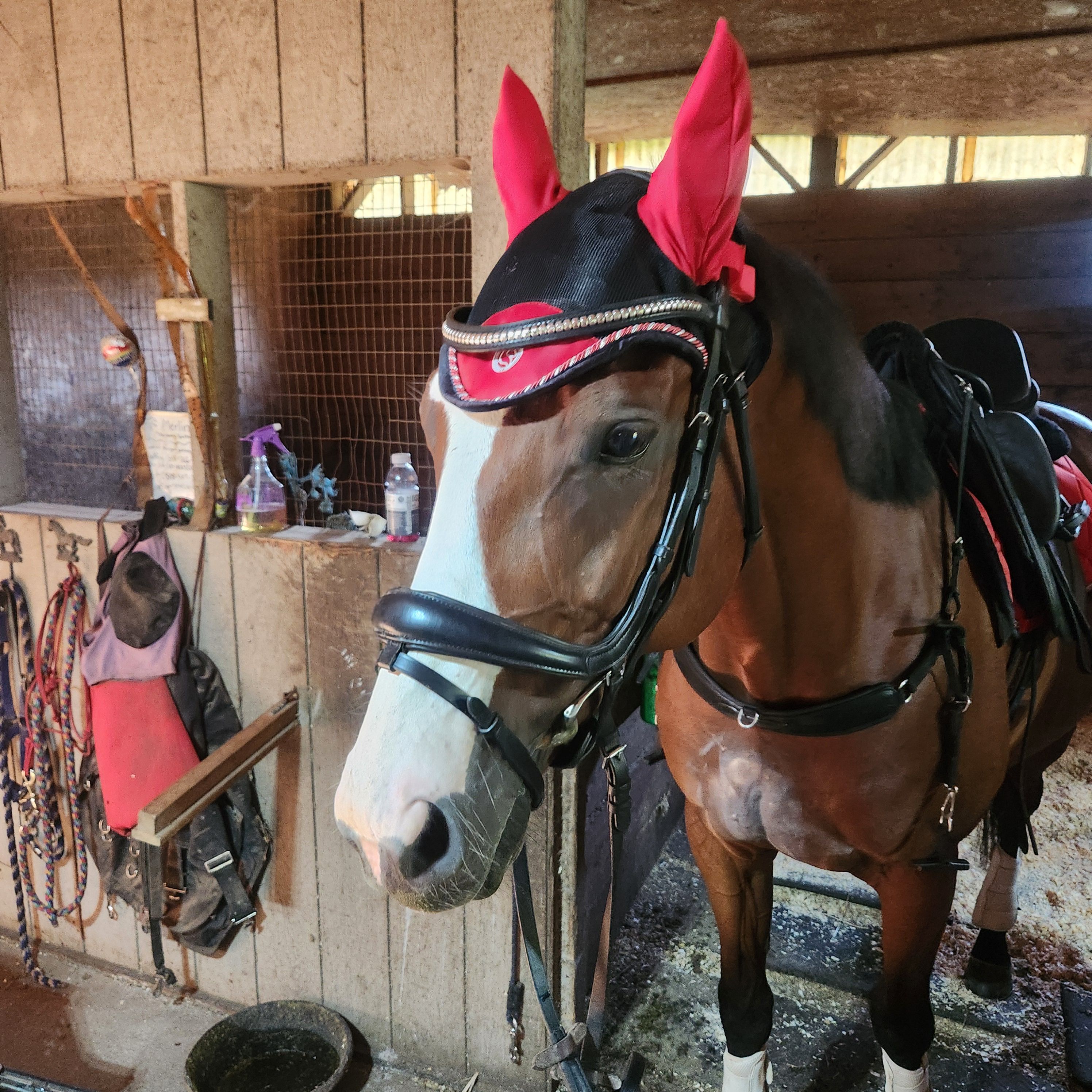 The Sunday Review: Correct Connect Pro Fit Bridle – The Green Horseman
